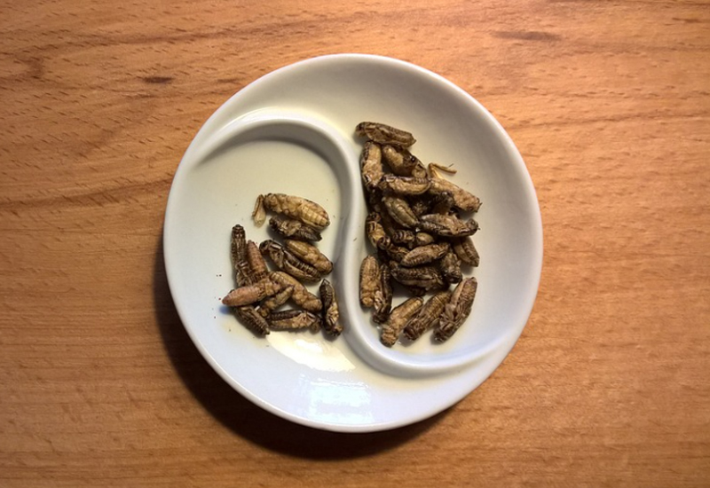 MENU WATCH: Study suggests more people willing to try lab-grown meat ...